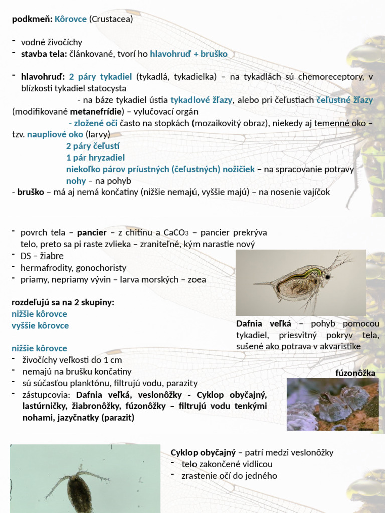 podkmene - Korovce, Hmyz | PDF