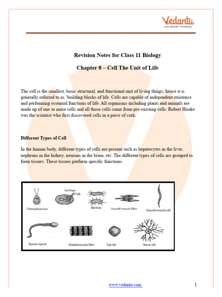IGCSE Biology: Understanding Cells | PDF | Endoplasmic Reticulum | Cell ...