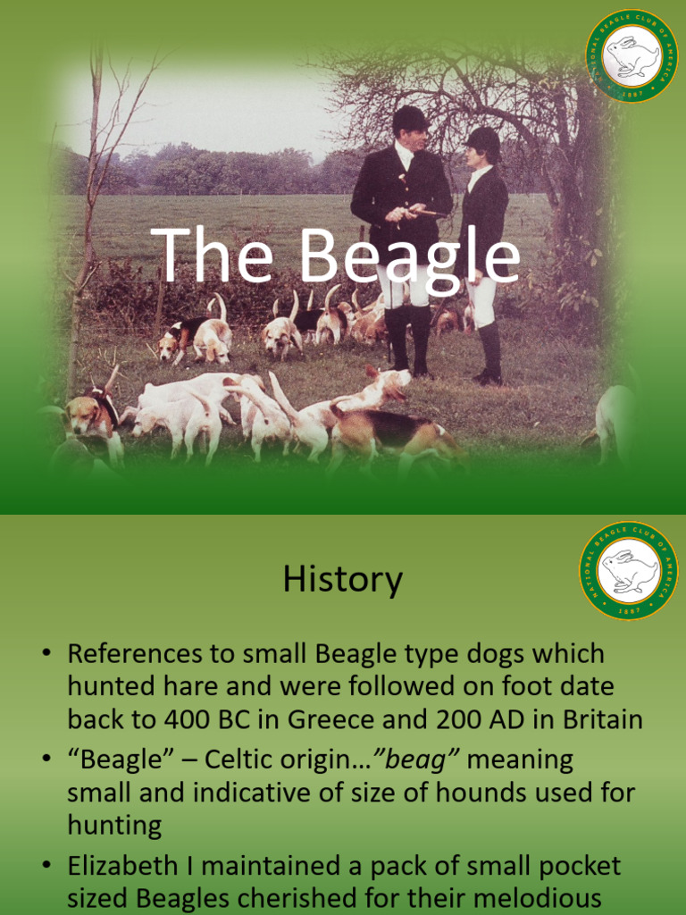 Beagle | PDF | Beagle | Horse Gait