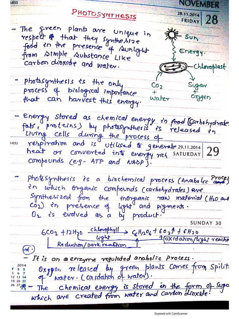 Photosynthesis | PDF