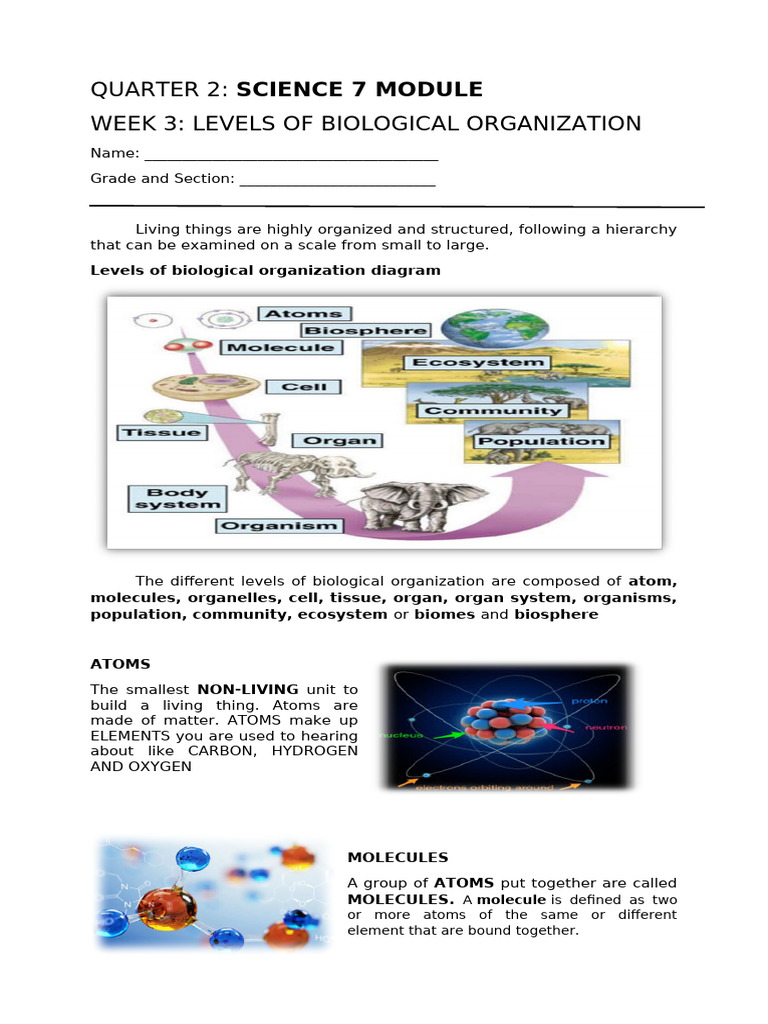 Levels of Biological Organization Guide | PDF | Tissue (Biology) | Life