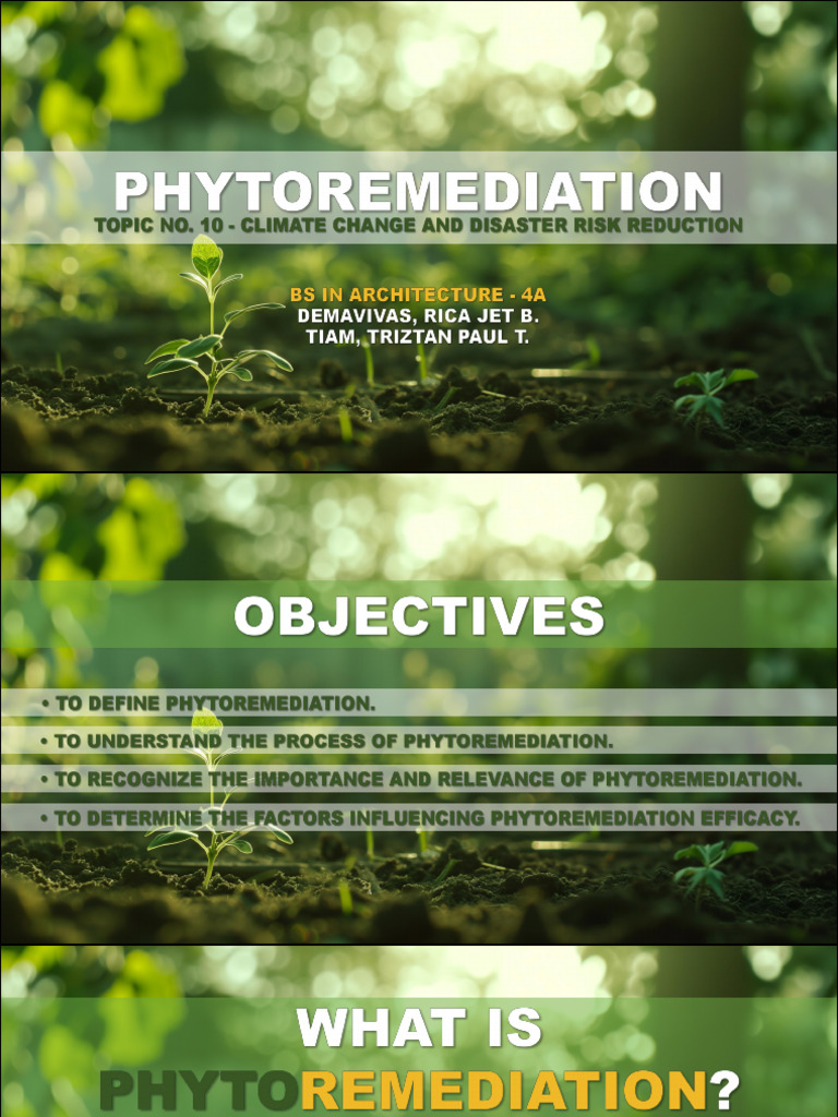 PHYTOREMEDIATION | PDF