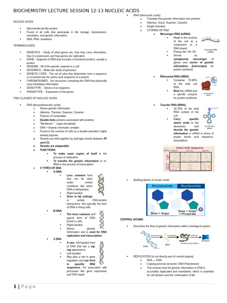NUCLEIC ACID 12-13 | PDF | Dna | Rna