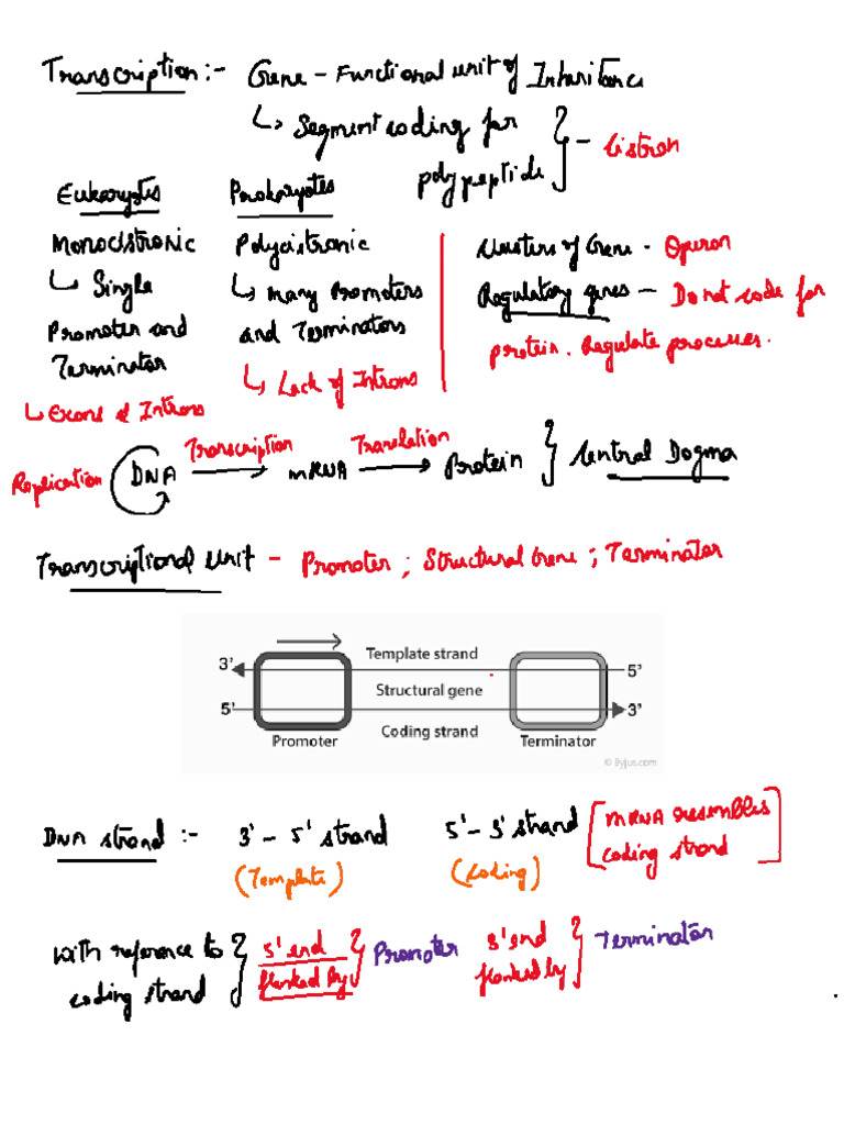 Transcription Notes | PDF