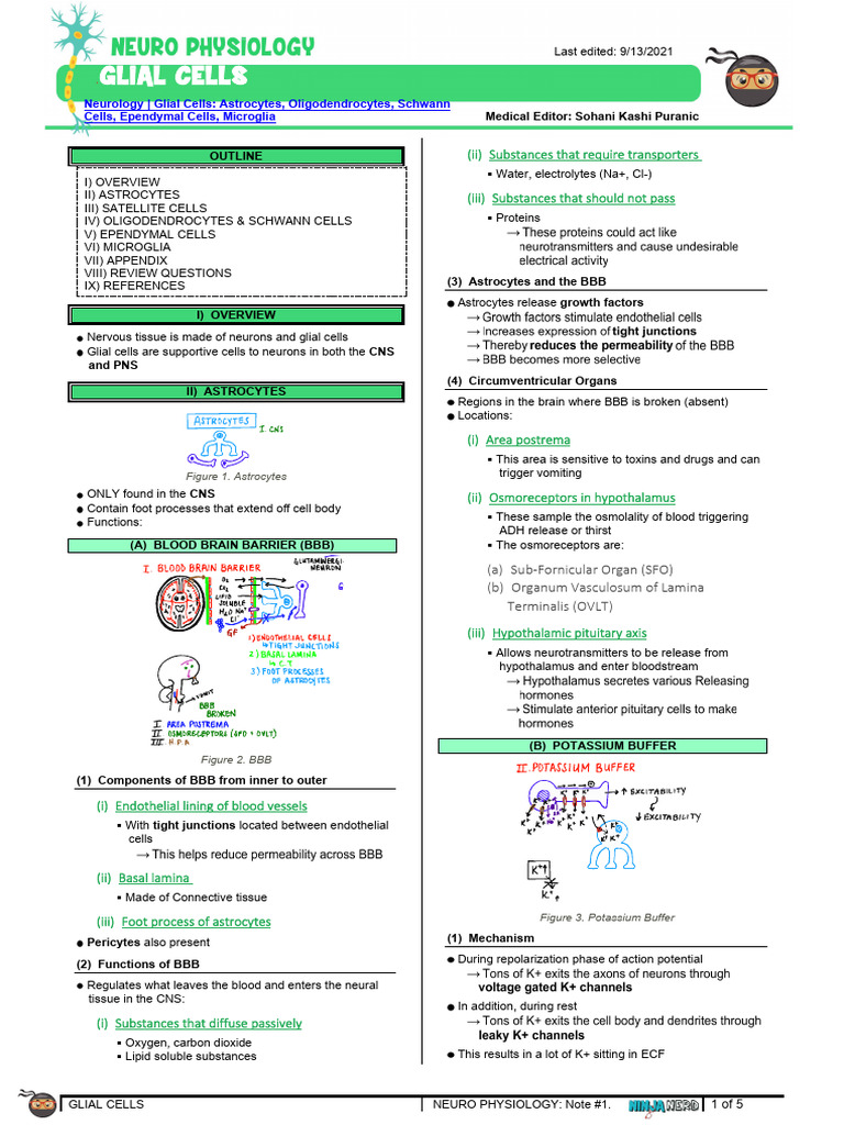 072_Neurology_Physiology_Glial_Cells_Astrocytes,_Oligodendrocytes | PDF ... 072_Neurology_Physiology_Glial_Cells_Astrocytes,_Oligodendrocytes | PDF ...