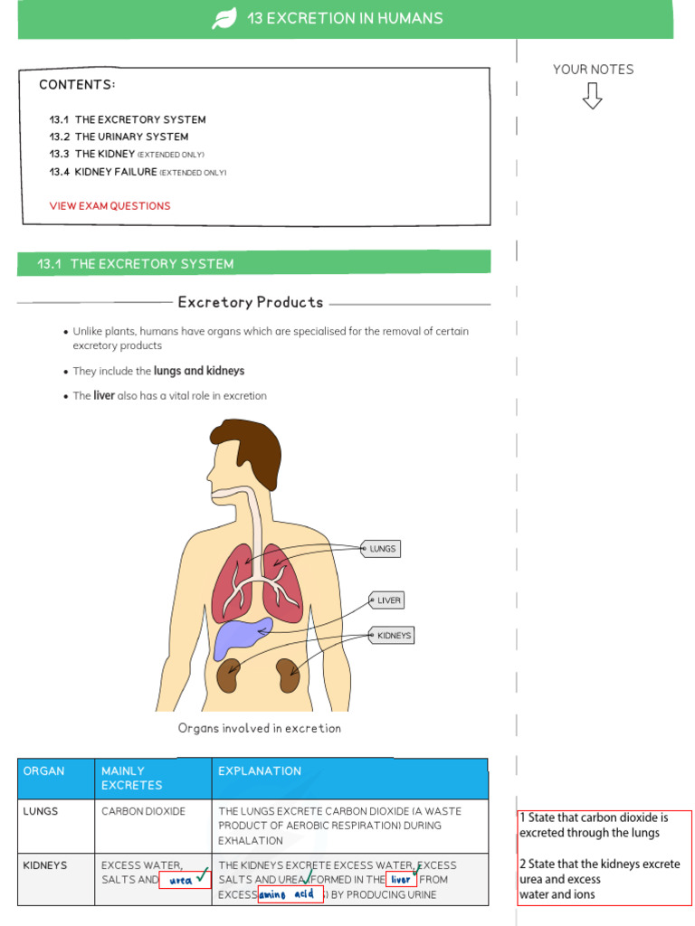 NOTES Excretion and Homeostasis With Blanks (Student - S Version) | PDF ...