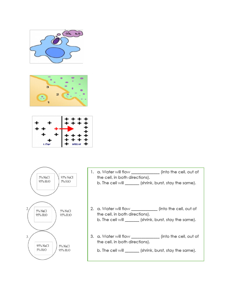 Activity For Cell Membrane | PDF