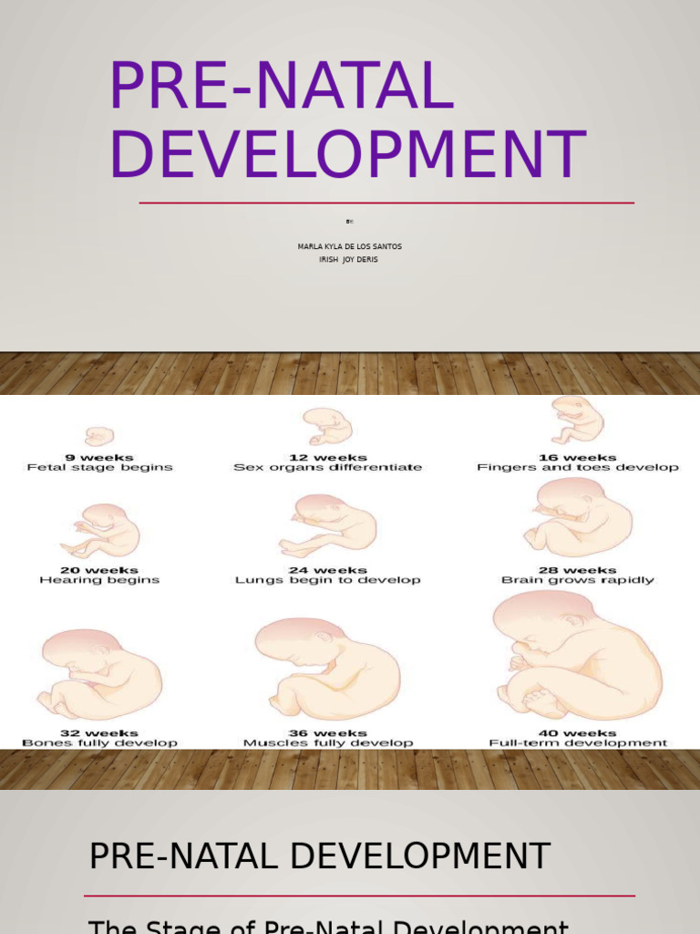 Pre Natal Development | PDF