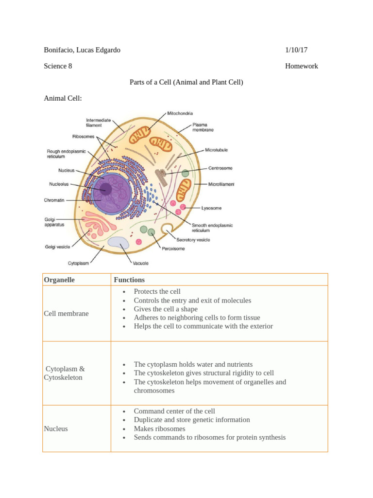 Science 8 HW; Cells | PDF | Cell (Biology) | Endoplasmic Reticulum
