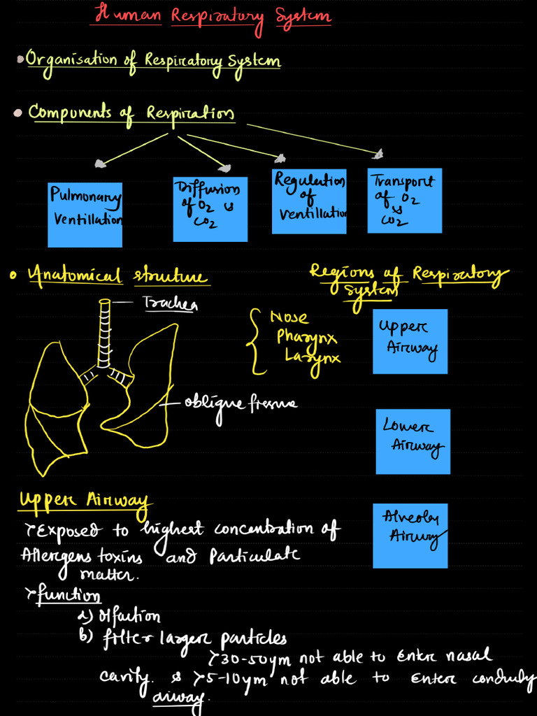 Human Respiratory System | PDF