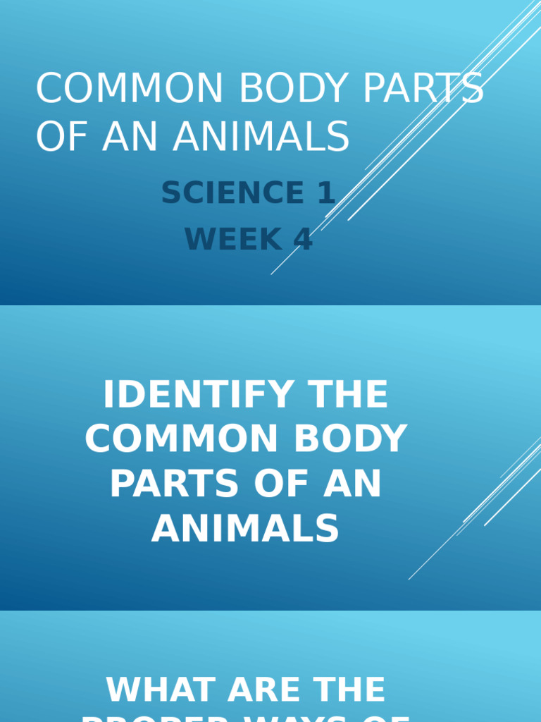 Common Animal Body Parts and Care | PDF