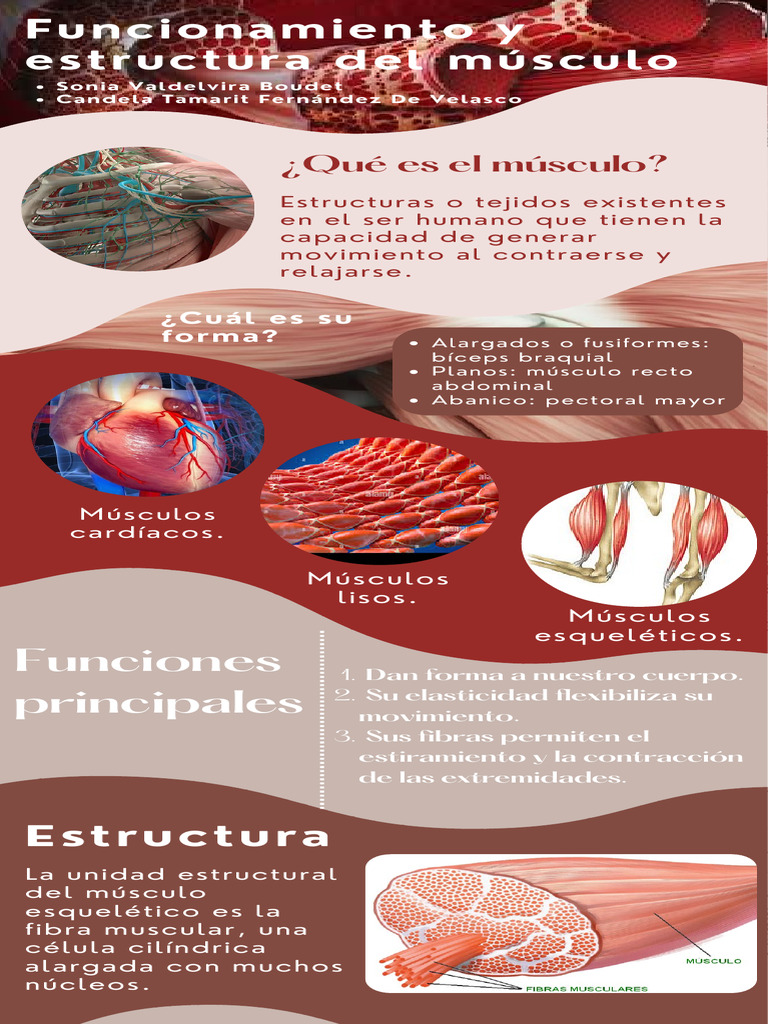 Funcionamiento y Estructura de Los Músculos | PDF