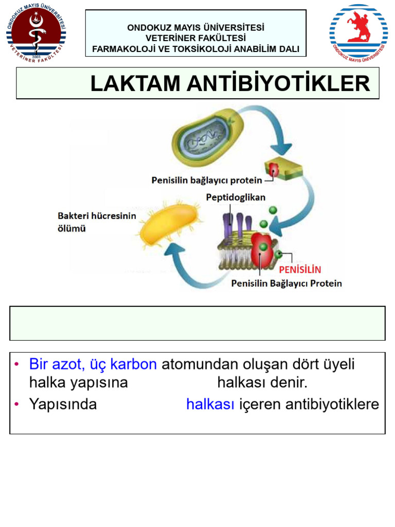 02 Beta Laktam Antibiyotikler | PDF