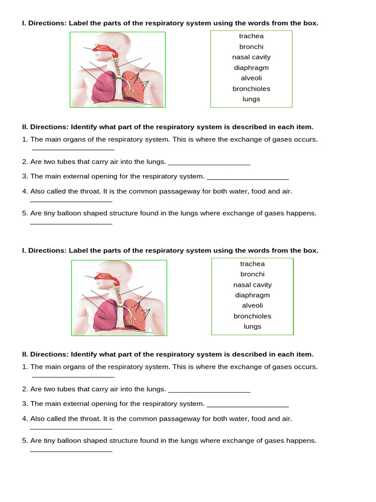 ASSESSMENT (Respiratory System) | PDF
