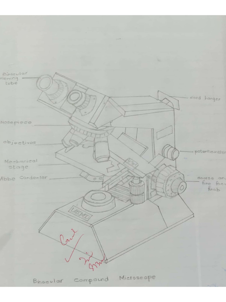 Histology Draw 38 | PDF