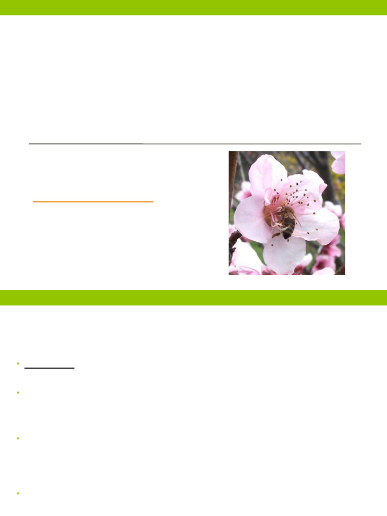 Pollination and Pollinator Challenges | PDF | Pollination | Bees
