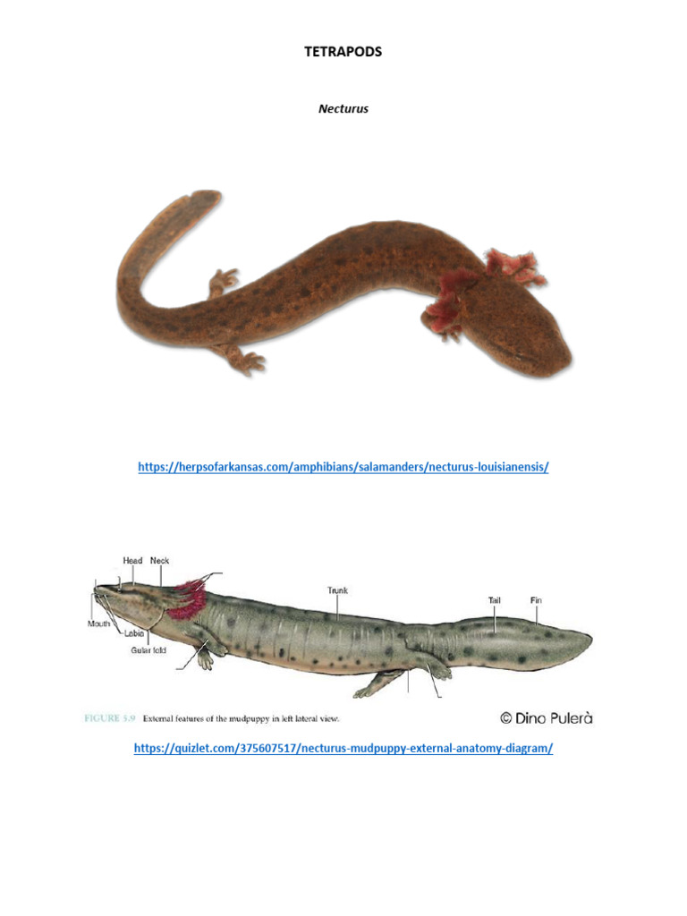 Guide To Tetrapods | PDF