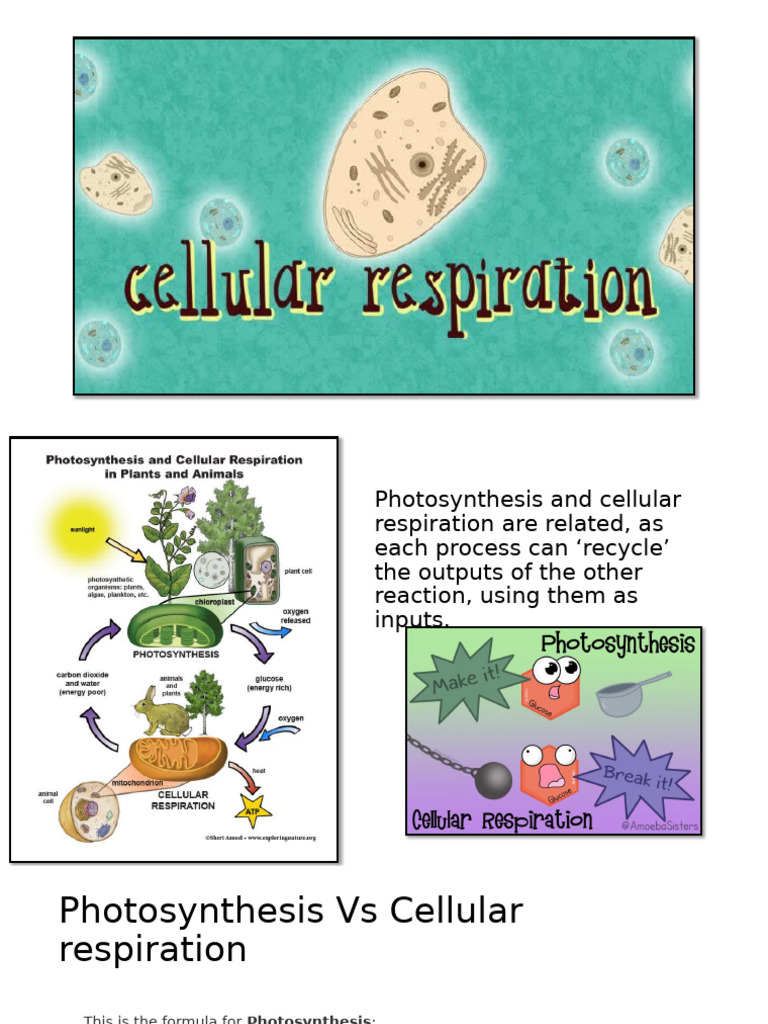 Photosynthesis and Cellular Respiration | PDF