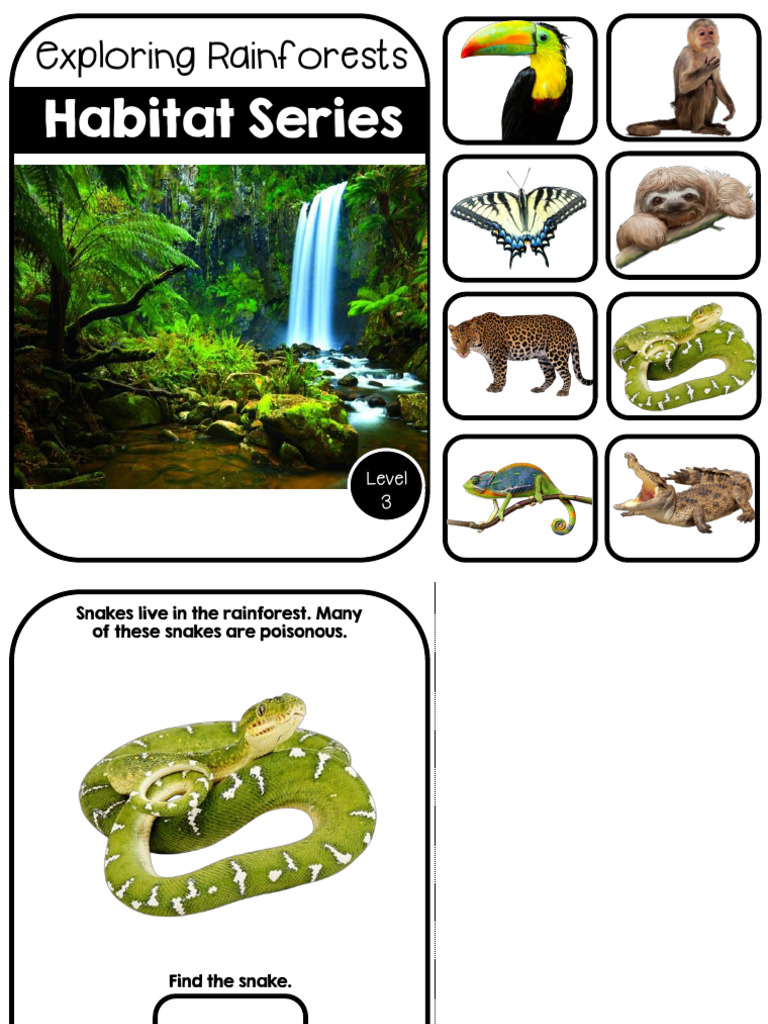 201 Rainforest Habitats Level 3 | PDF