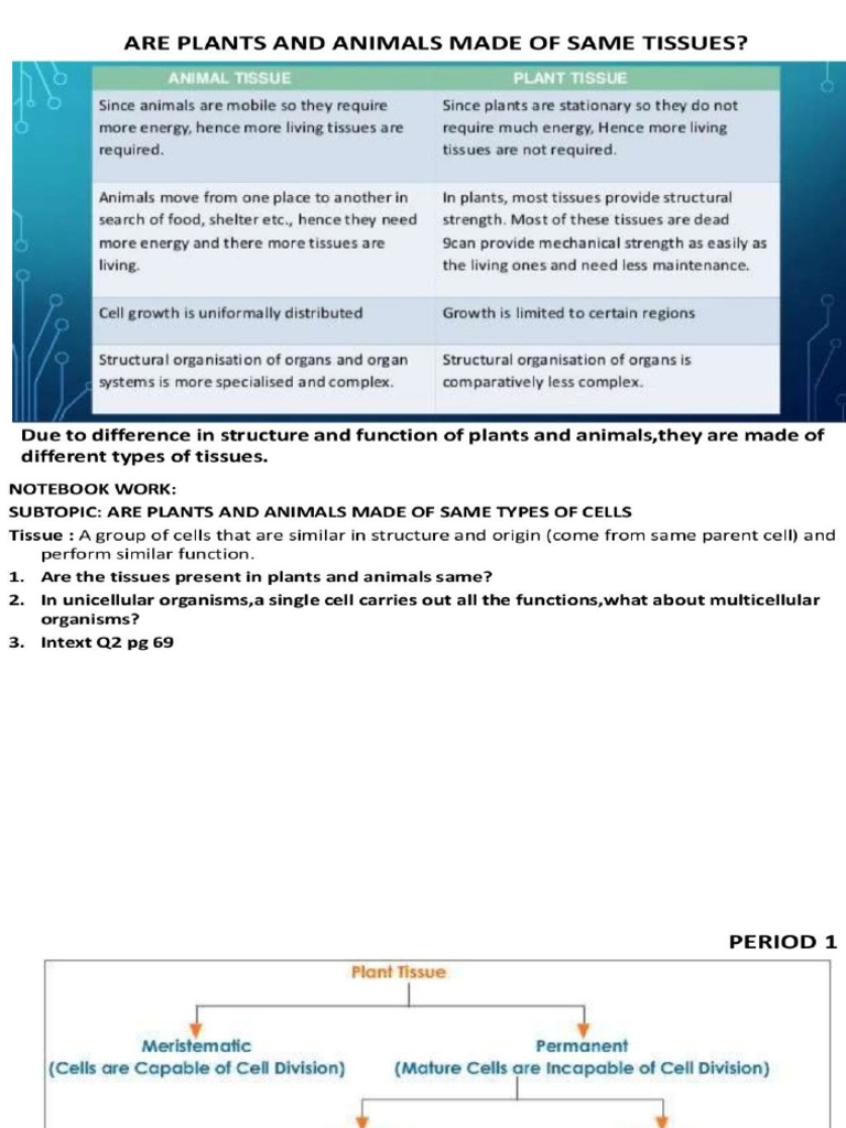 Chapter 6 Tissues | PDF