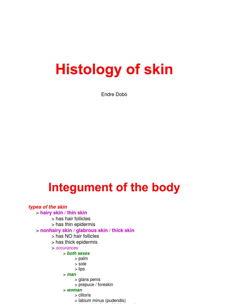 Histology of The Skin | PDF | Skin | Epidermis