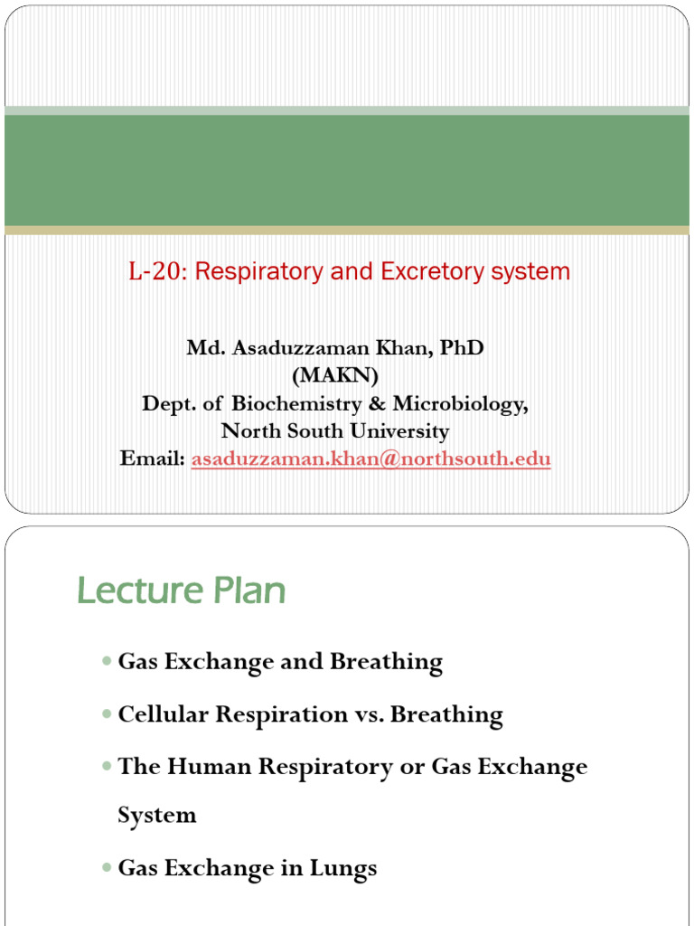 BIO103 L-20 - Respiratory & Excretory System | PDF | Respiratory Tract ...
