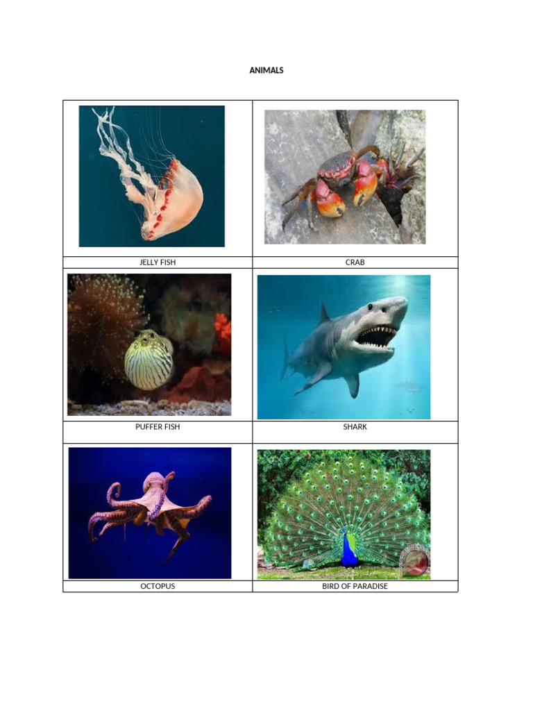 Animals Dave | PDF