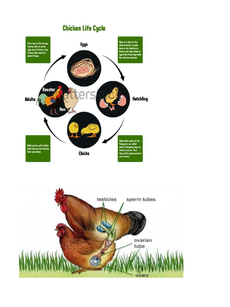 The Hen Life Cycle | PDF