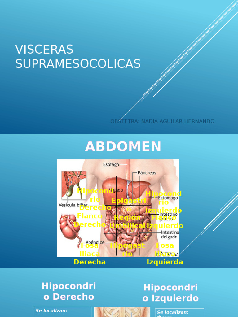 BISCERAS Supramesocolicas | PDF | Abdomen | Sistema musculoesquelético