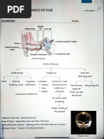 Imaging of The Ear - X Ray of The Temporal Bone, Schuller's Projection ...