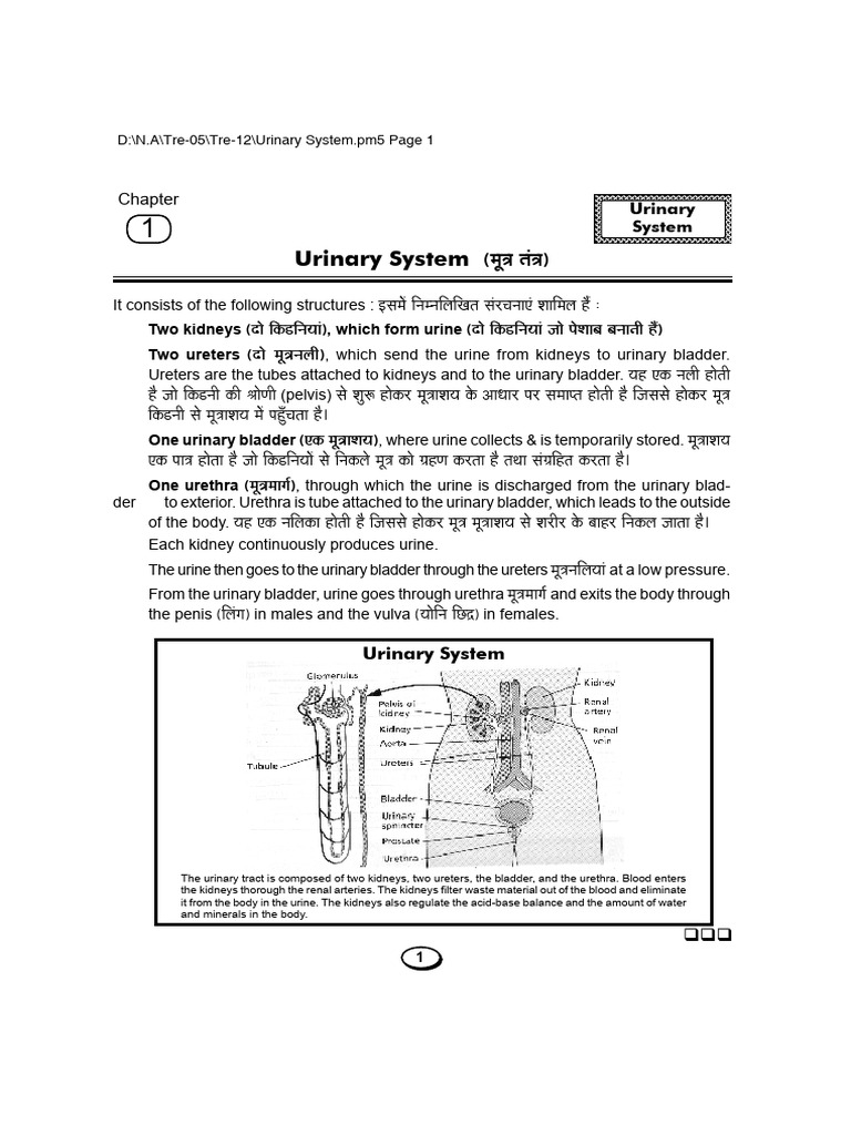 Urinary System | PDF | Kidney | Urinary System