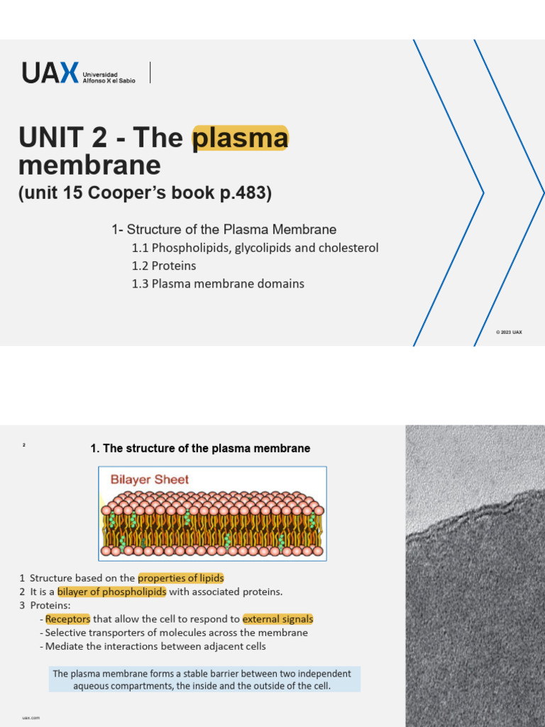 02 - Unit 2 - Plasma Membrane Structure | PDF | Cell Membrane ...