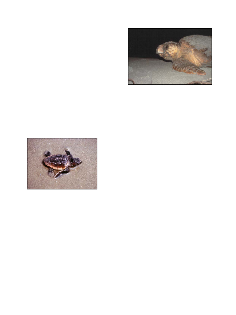 Loggerhead Sea Turtle 2015 | PDF | Sea Turtle
