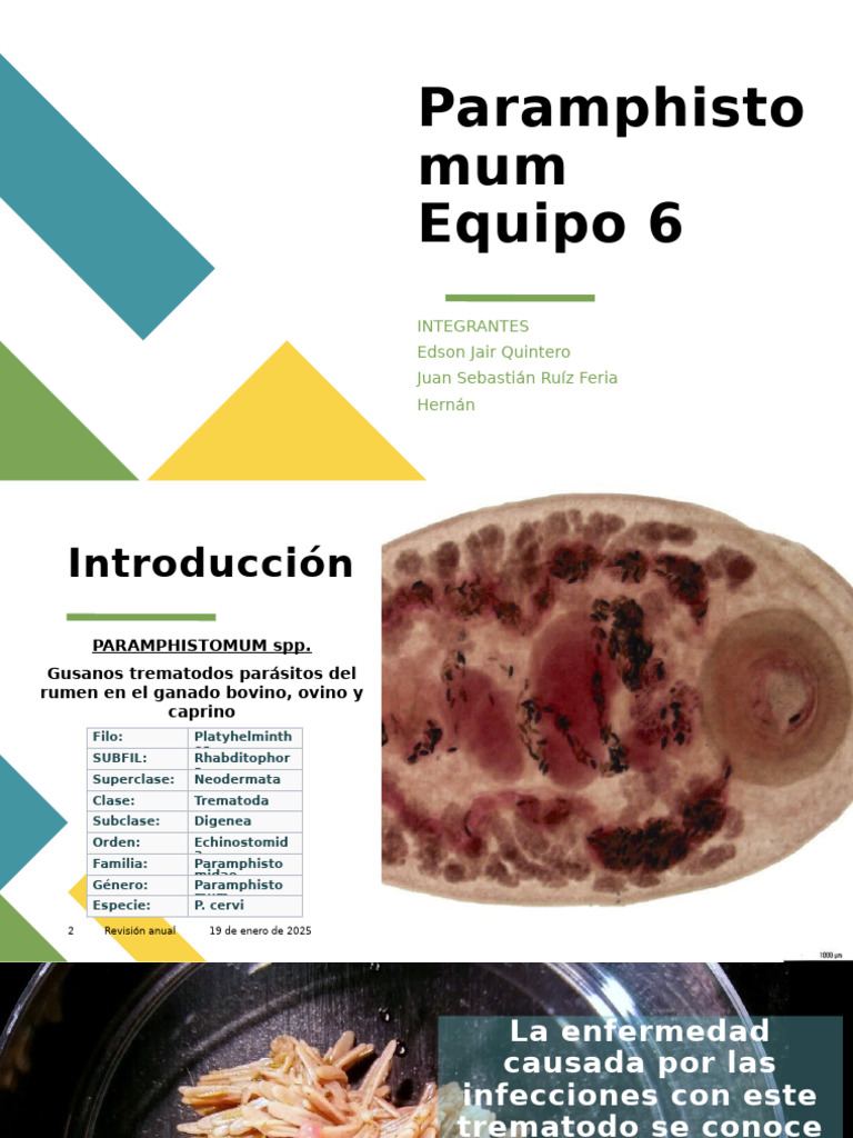 Paramphistomum | PDF | Especialidades Medicas | Medicina CLINICA