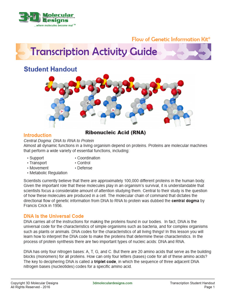 5 3DMD Transcription LAB BIOLOGY | PDF | Dna | Rna