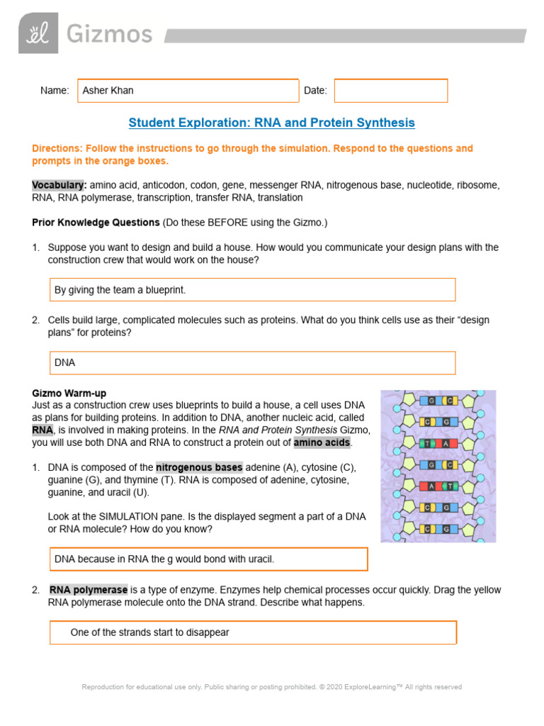 Asher Khan - Copy of RNAProteinSynthesisSE | PDF | Rna | Translation (Biology)