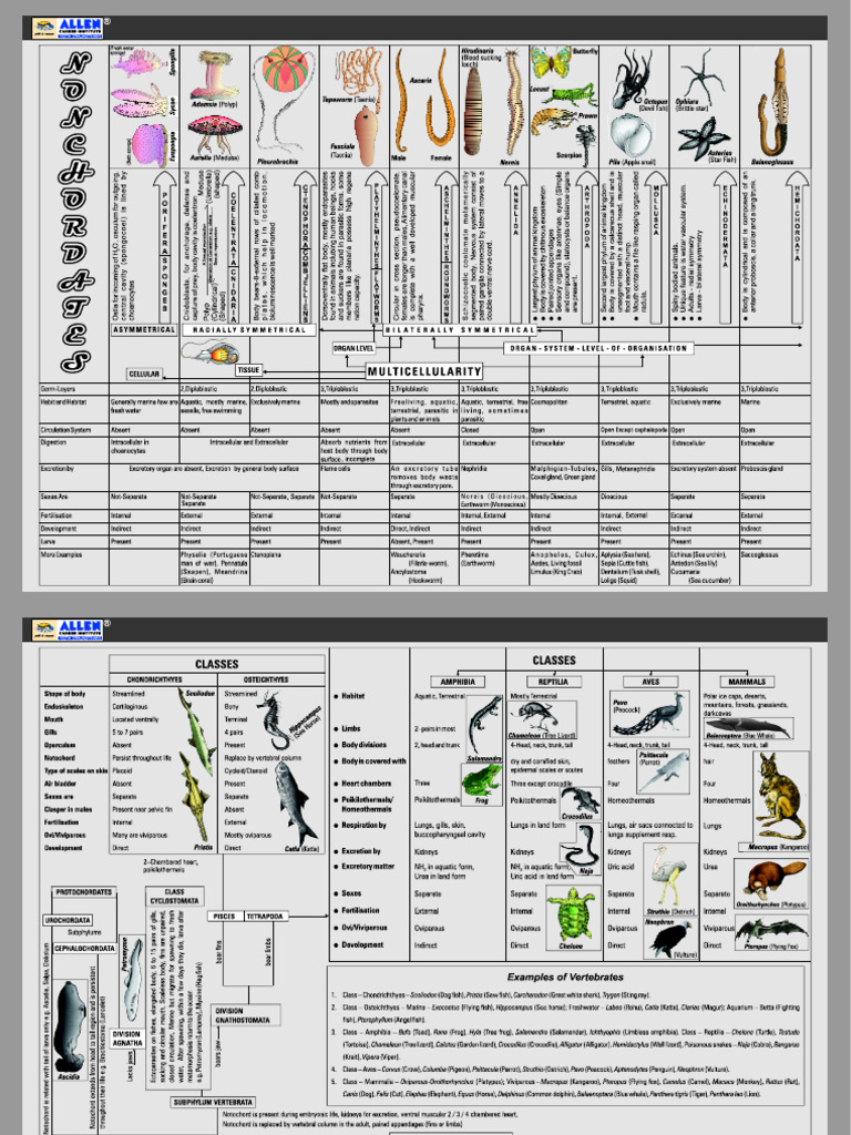 Animal Kingdom Chart English | PDF