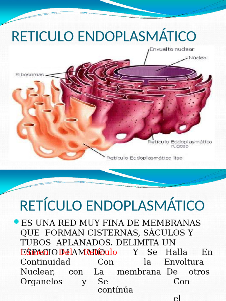 reticulo endoplasmtico | PDF | Retículo endoplásmico | Citoplasma