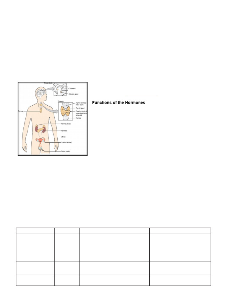 The Endocrine System | PDF | Menstrual Cycle | Luteinizing Hormone