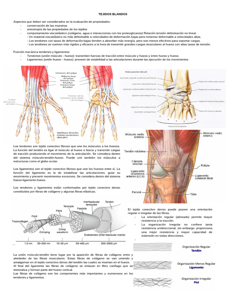 Propiedades y Funciones de Tendones y Ligamentos | PDF | Tendón | Colágeno