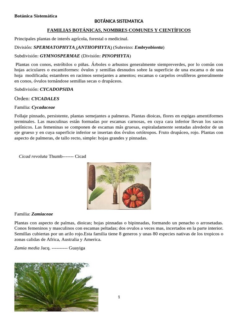 FAMILIAS BOTÁNICAS (1) (1) | PDF | Flores | Arecaceae