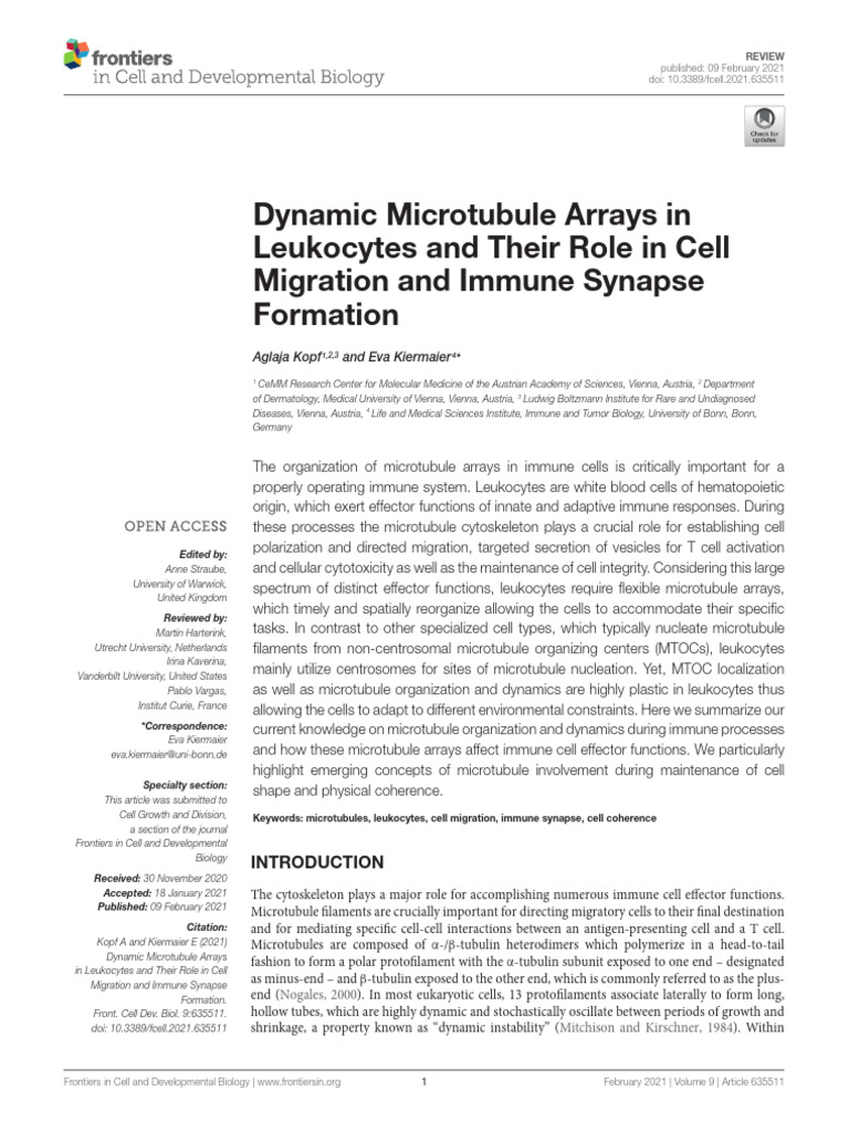 Microtubule in Cell Migration and Immune Synapse Formation 2021 | PDF | Microtubule | Cell Migration