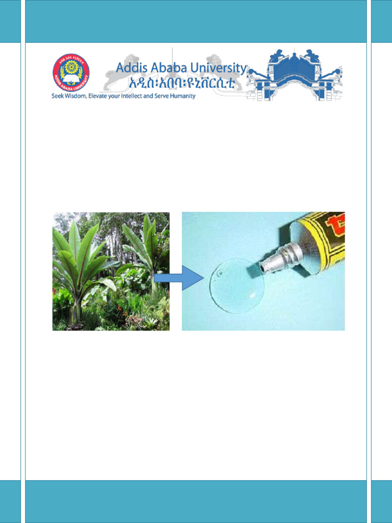 Glue From Enset | PDF | Adhesive | Epoxy