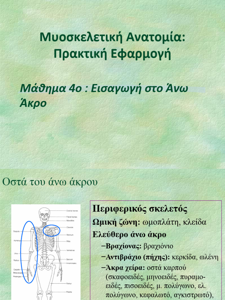 04 - Introduction To The Upper Limb | PDF