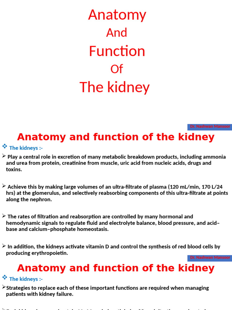 Anatomy and Function of The Kidney | PDF | Kidney | Urination
