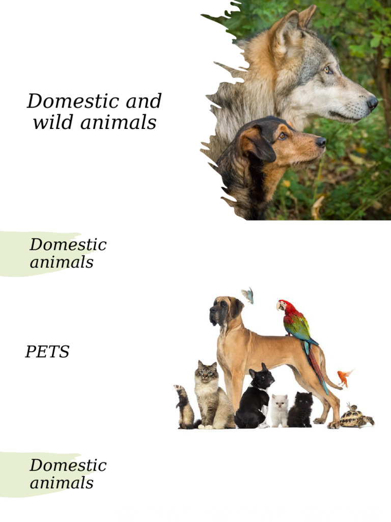 Domestic and Wild Animals | PDF