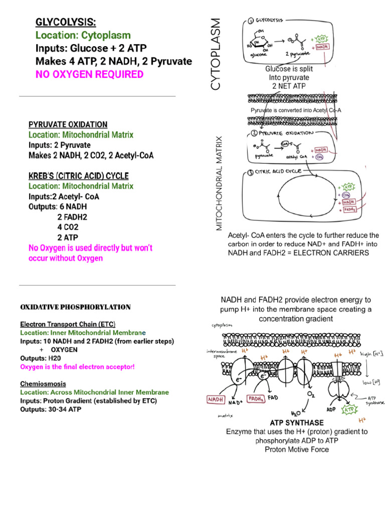 Cellular Respiration Foldable | PDF