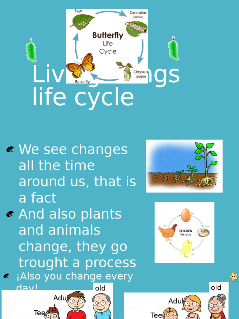 Life Cycles of Plants and Animals | PDF | Reproduction | Plants