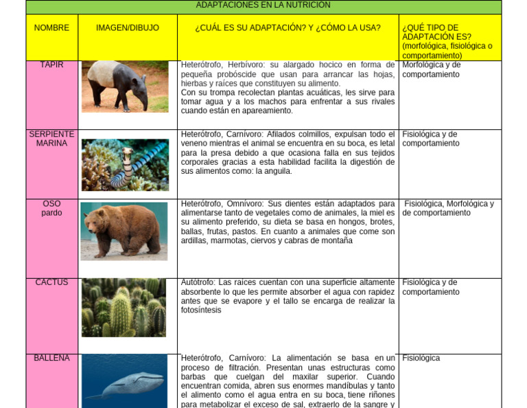 Adaptaciones Nutricionales Animales | PDF | Nutrición | Dieta y nutrición