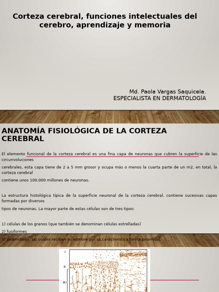 Funciones y Estructura de la Corteza Cerebral | PDF | Cerebro | Sinapsis
